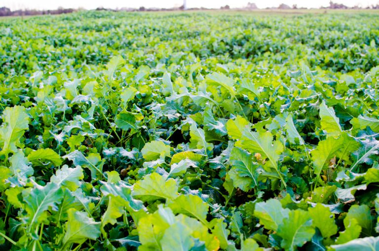 Brassicas: How forage crops can play a valuable role? - Agriland.ie