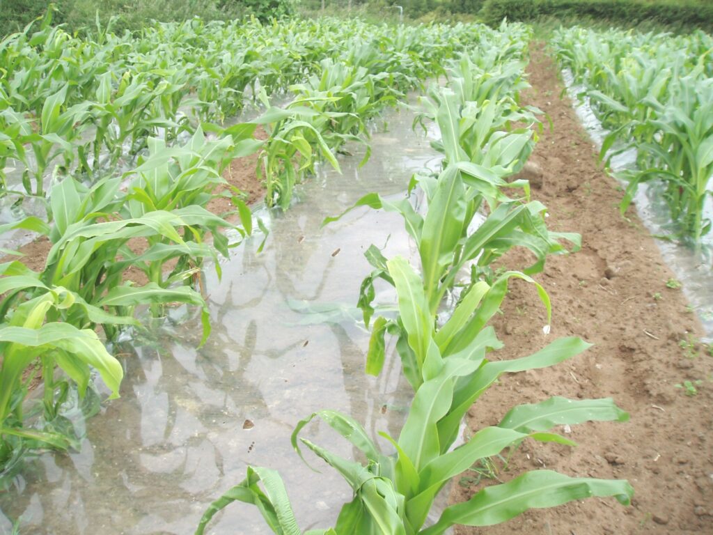 Want to learn more about growing maize? - Agriland.ie