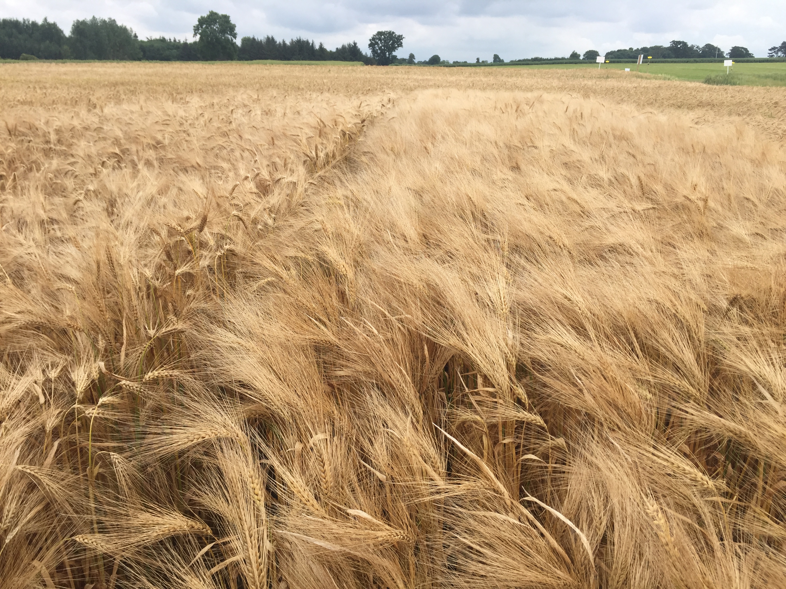 Does barley yellow dwarf virus pose a threat to my crops? - Agriland.ie