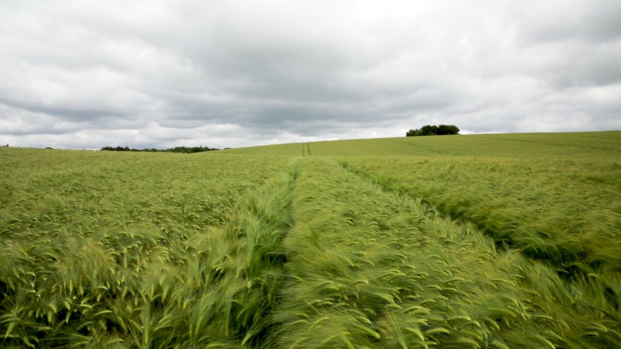CROPS WATCH UPDATE: Winter barley on track to produce high yields ...