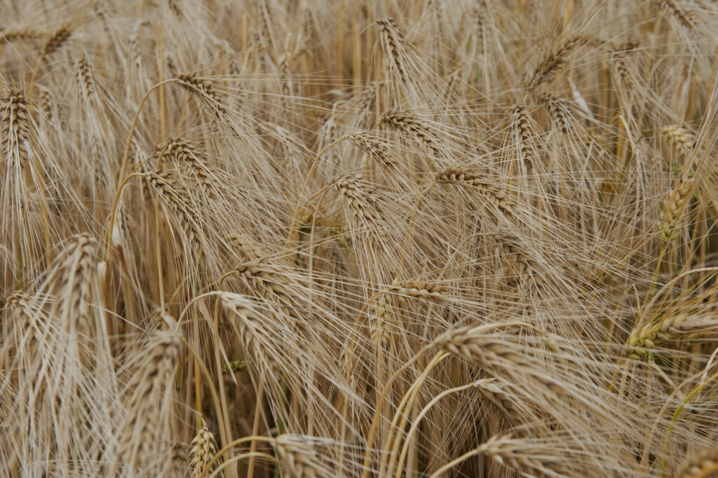  Feed Barley Price Of 160 t Needed Agriland ie