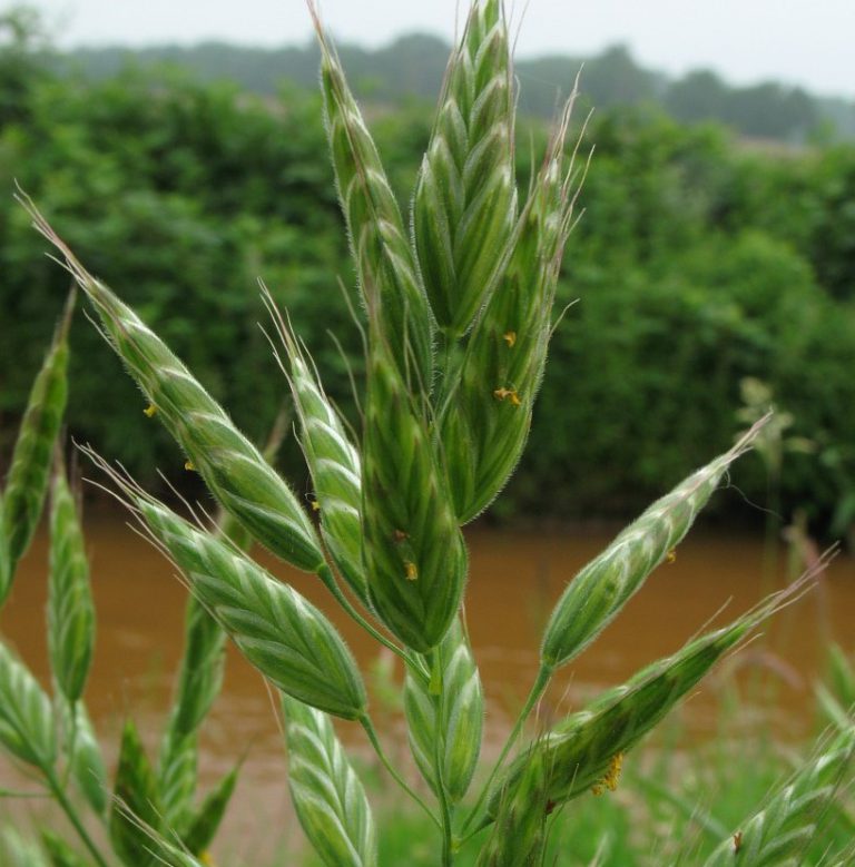 Pics: How to identify common grass weeds in your crops - Agriland.ie