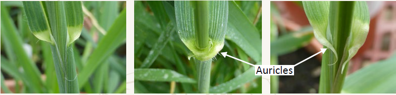 Pics: How to identify common grass weeds in your crops - Agriland.ie