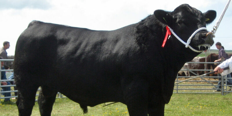 50 years of the Irish Angus Cattle Society to be celebrated at ...
