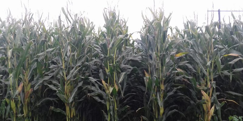 Is your maize ready to be harvested? - Agriland.ie