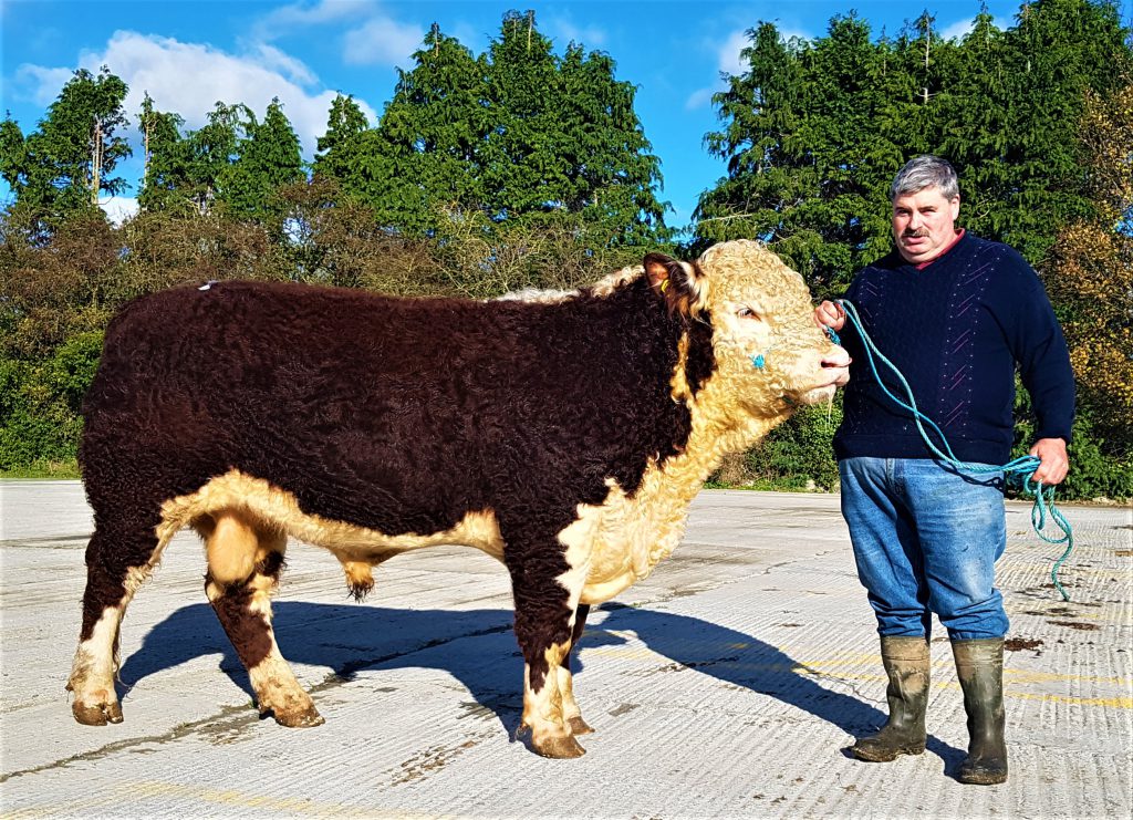 Pics: Strong demand for Herefords in Kilmallock - Agriland.ie