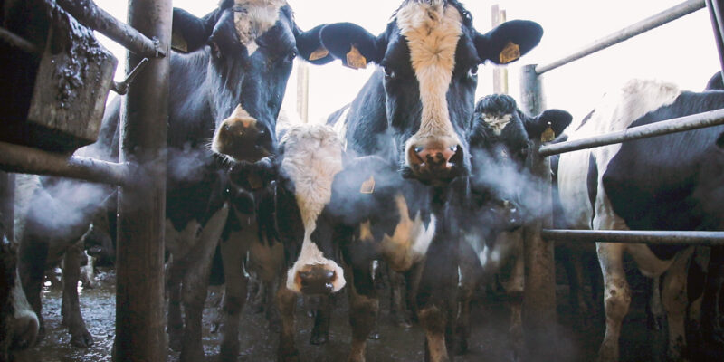 What are some of the challenges currently facing the dairy industry ...