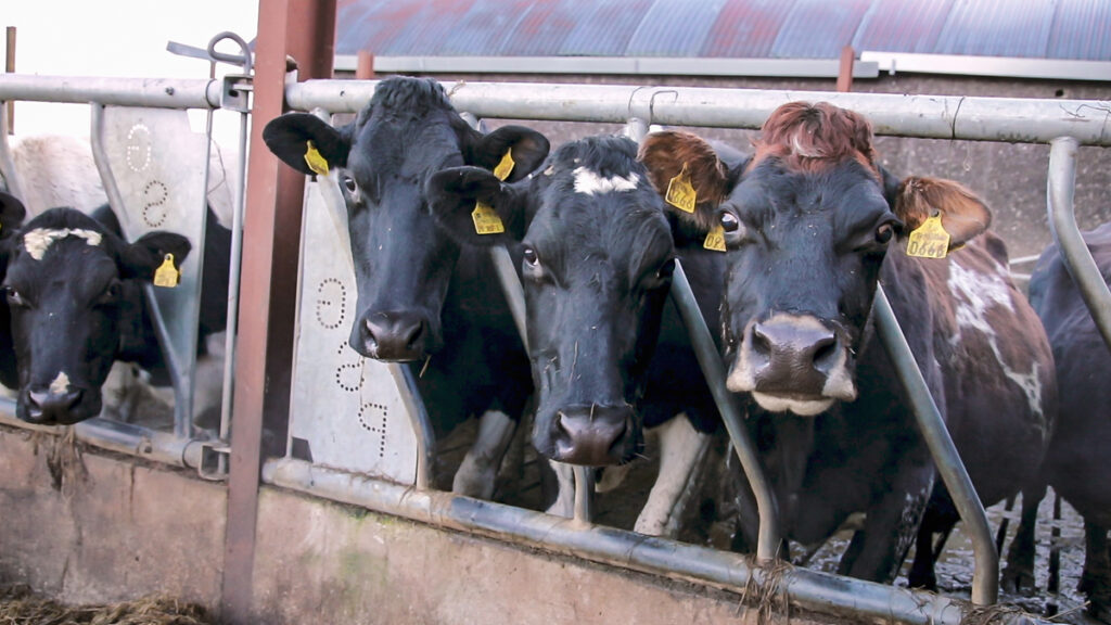 Average Concentrate Feed Use Per Dairy Cow Set To Jump By 75 This Year