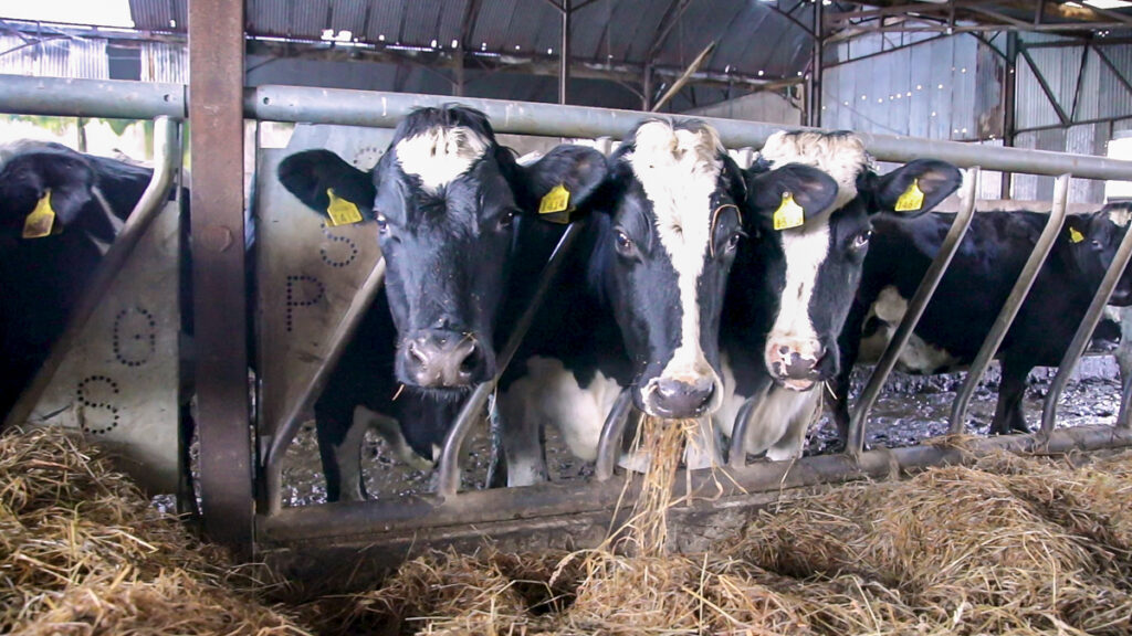 'Welfare is important for dairy cow productivity' - Agriland.ie