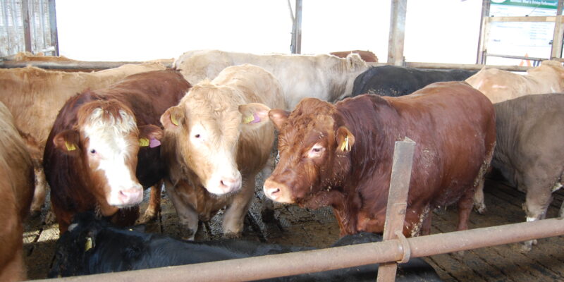 Ration selection: Are your finishing cattle on the correct diet ...