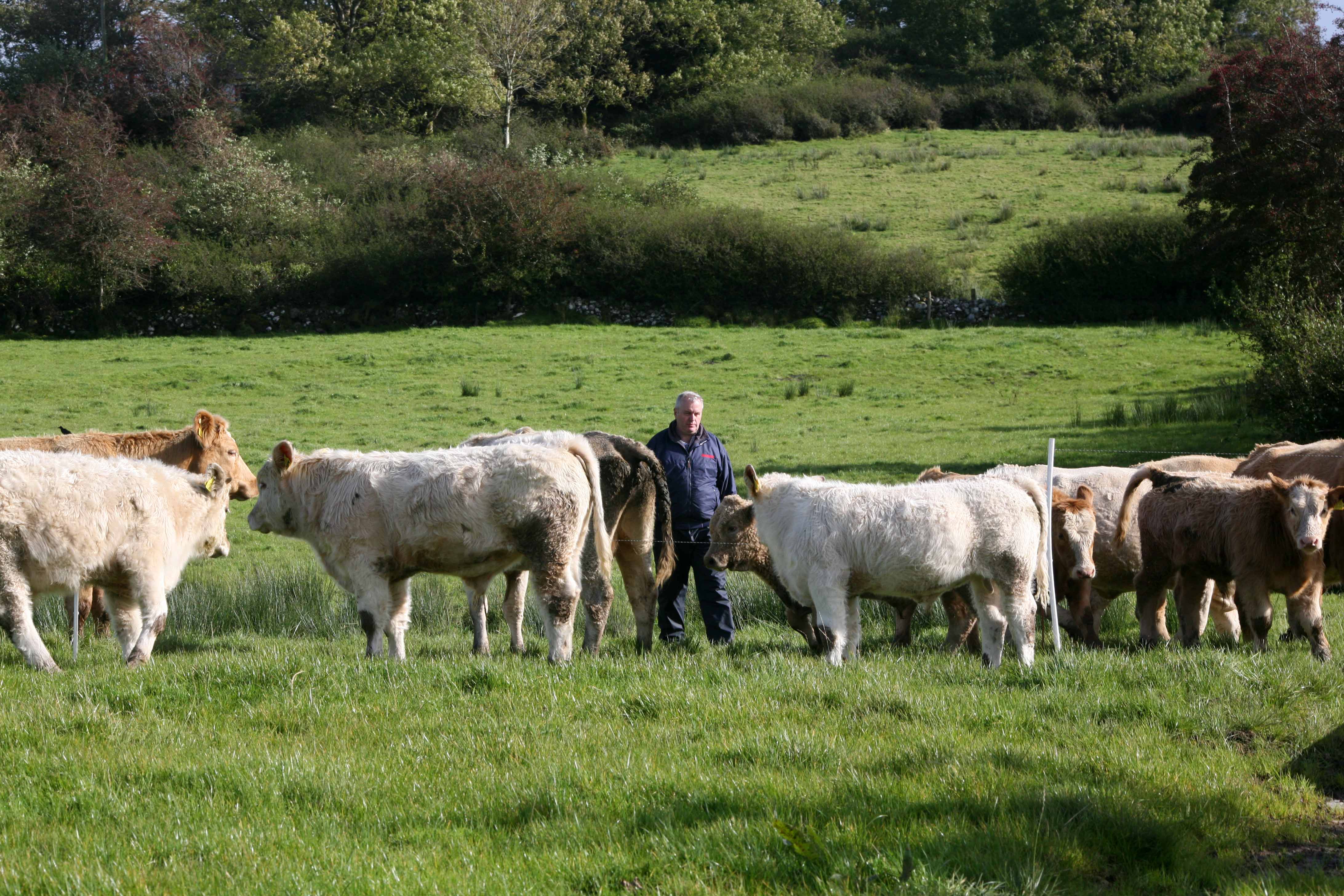Staying on top of fluke on a Sligo suckler farm - Agriland.ie