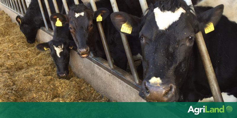 Fodder crisis: 'Last weekend, I saw farmers trying to make silage in ...