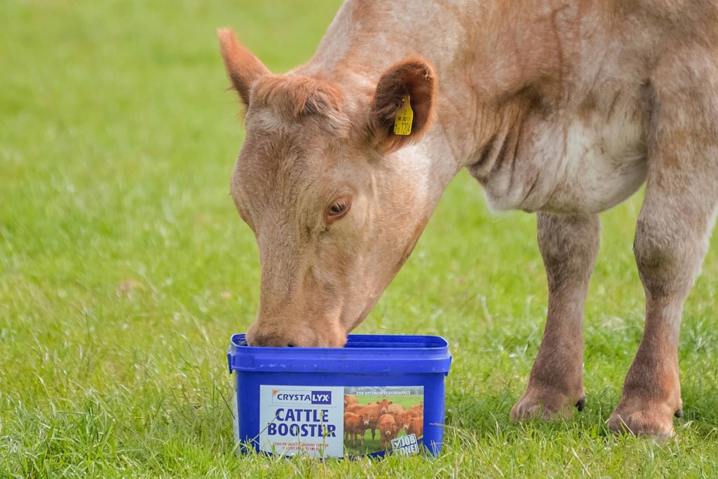 Making the most out of forage with Crystalyx Cattle Booster - Agriland.ie