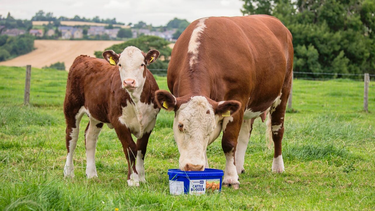 Making the most out of forage with Crystalyx Cattle Booster - Agriland.ie