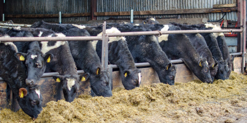 Dairy beef: Where should you source your calves? - Agriland