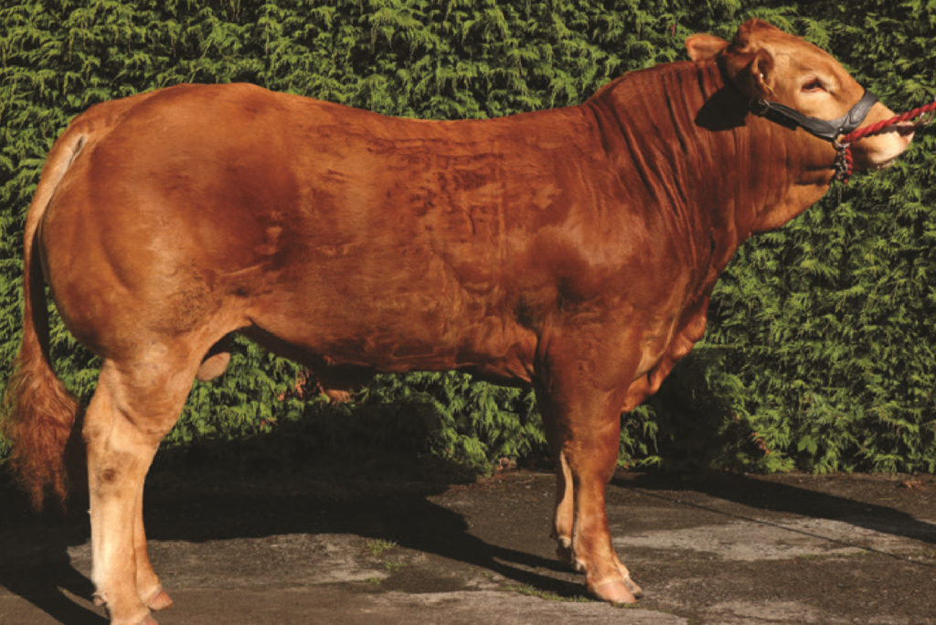 16 Gene Ireland beef bulls announced for 2018 - Agriland.ie
