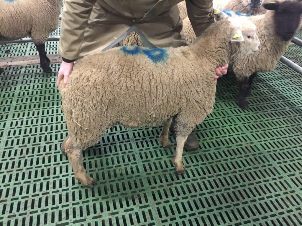 Pics: Putting the Clean Livestock Policy for sheep under the spotlight ...