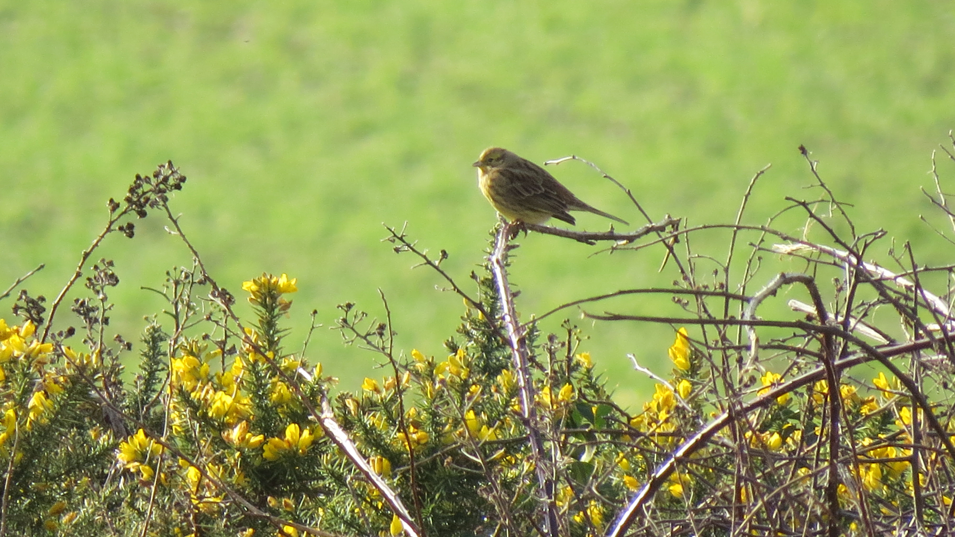Volunteers sought by RSPB NI for farmland surveys - Agriland.ie