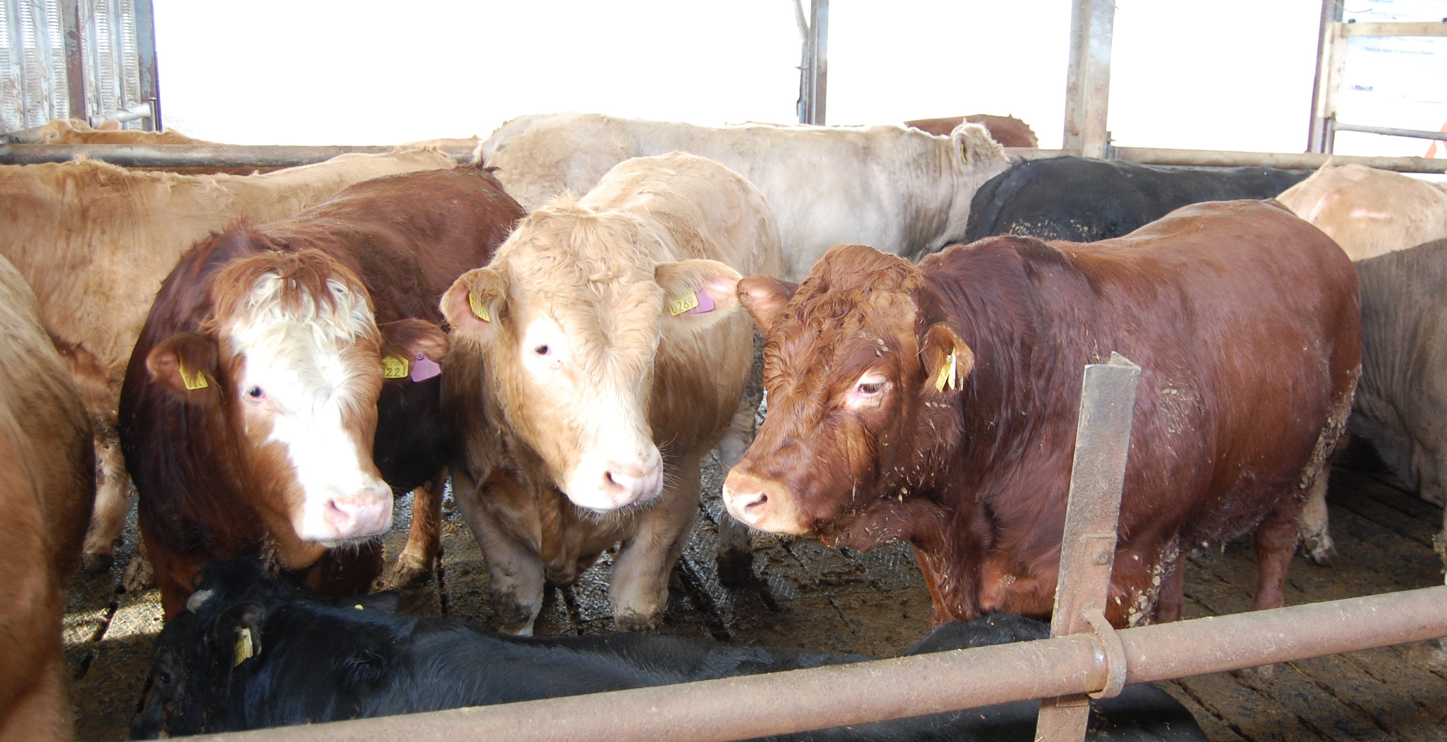Beef trade: Cows receive 10c/kg lift, but steers and heifers remain ...