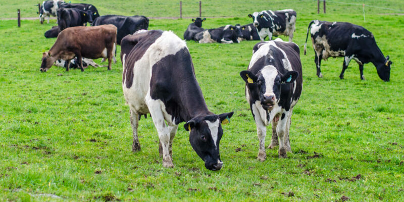 Strong buy-in of sustainable practices on Irish dairy farms - Agriland.ie