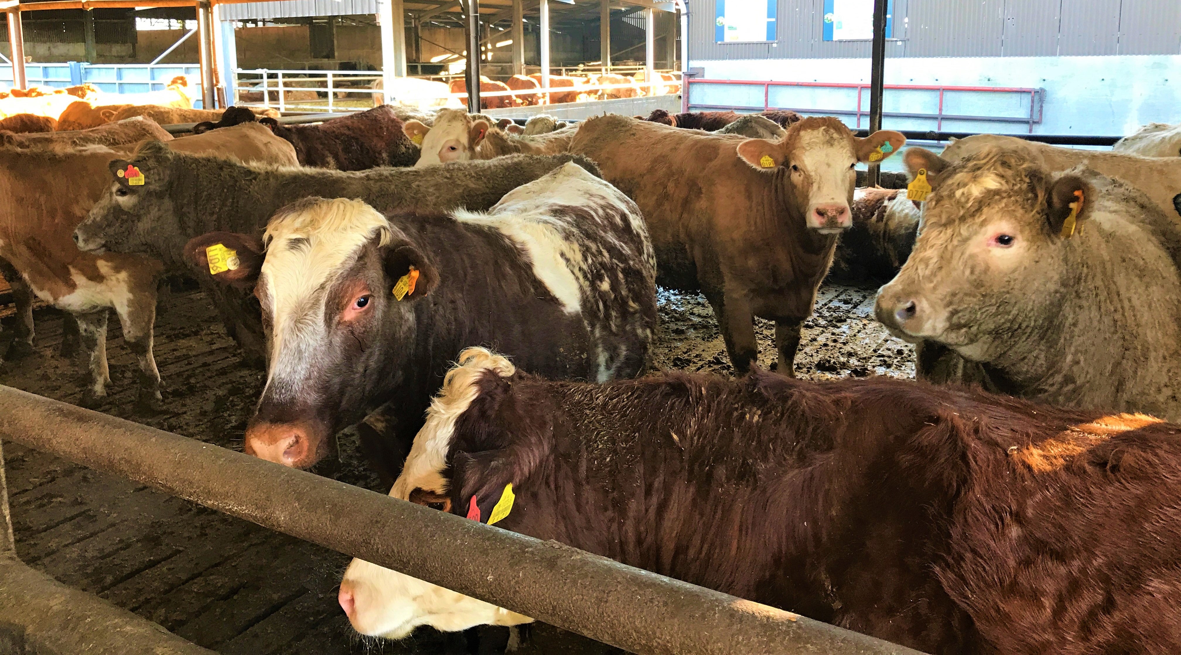 Further Turkish cattle contracts yet to be set in stone - Agriland.ie