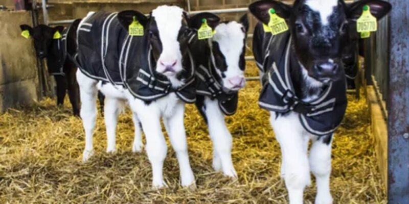 Calf Health Series: Giving newborn calves the best possible start ...