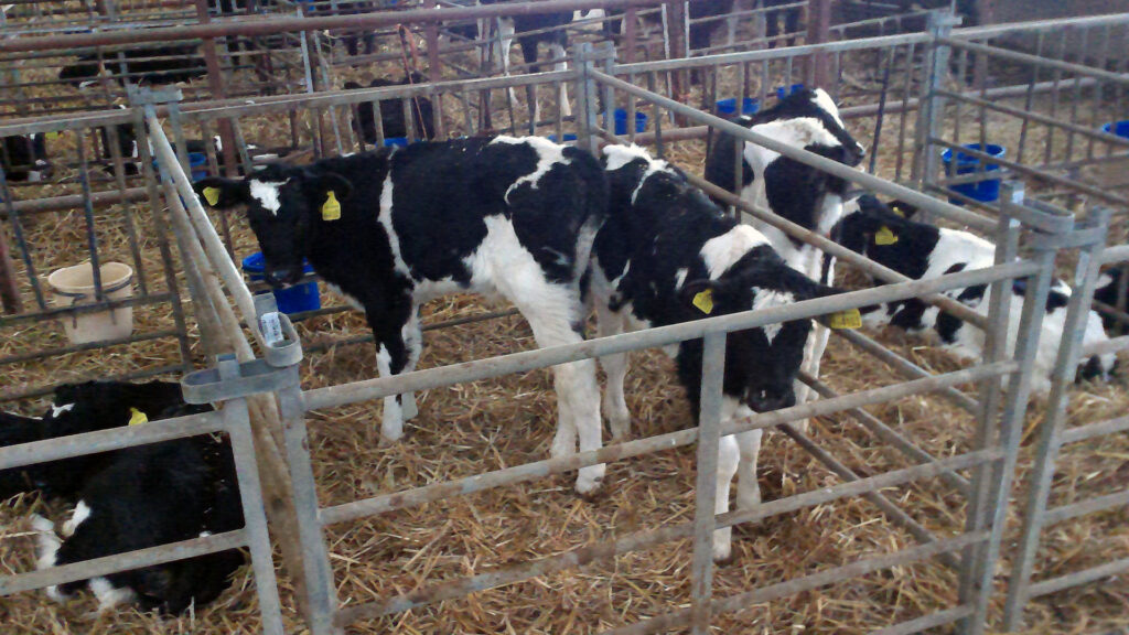 Heifers on course for calving targets as Transformula helps prevent ...