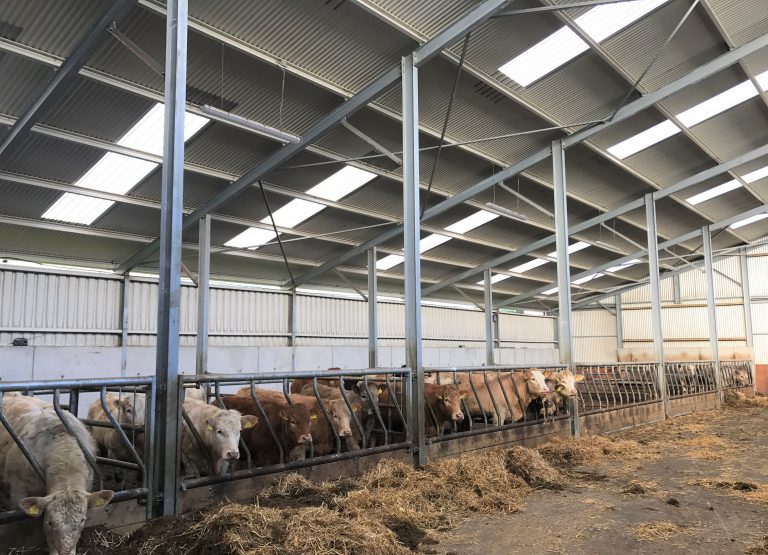 Buildings focus: A new beef shed dictated by an existing unit in Co ...