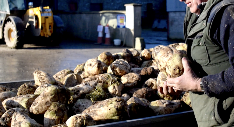 10 best practices when growing and feeding fodder beet - Agriland.ie