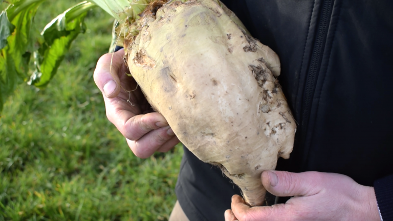 10 best practices when growing and feeding fodder beet - Agriland.ie