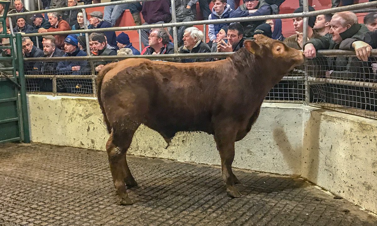 'You could definitely see a lot more finishers heading down the steer ...