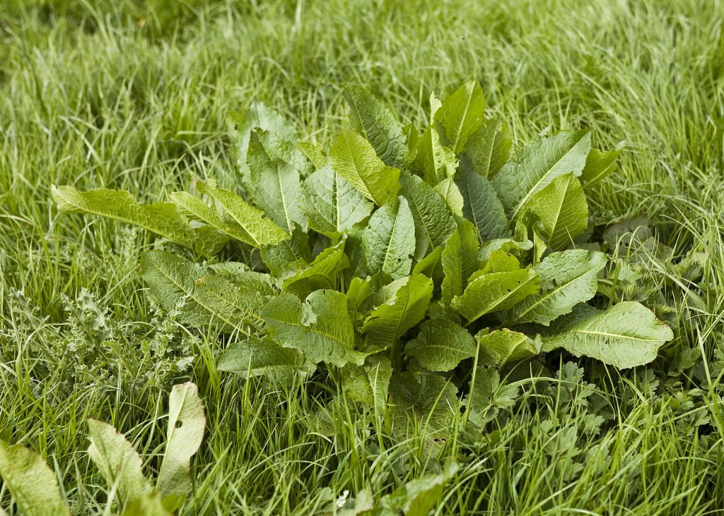 Controlling docks in silage and grazing fields - Agriland.ie