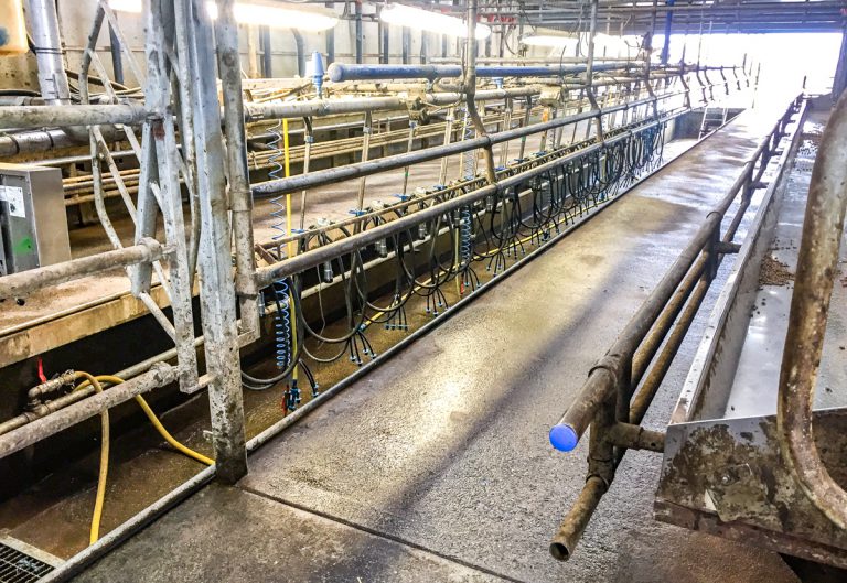From contracting to milking 200 cows: The role drafting plays on one Co ...