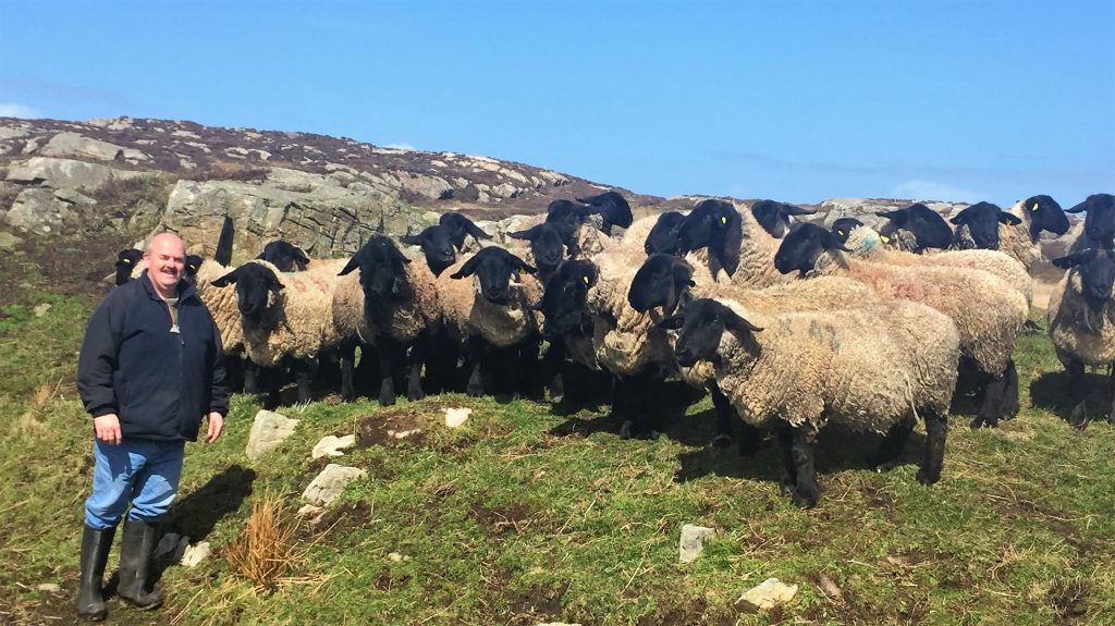 Sheep focus: Success with Suffolks at Malin Head - Agriland.ie