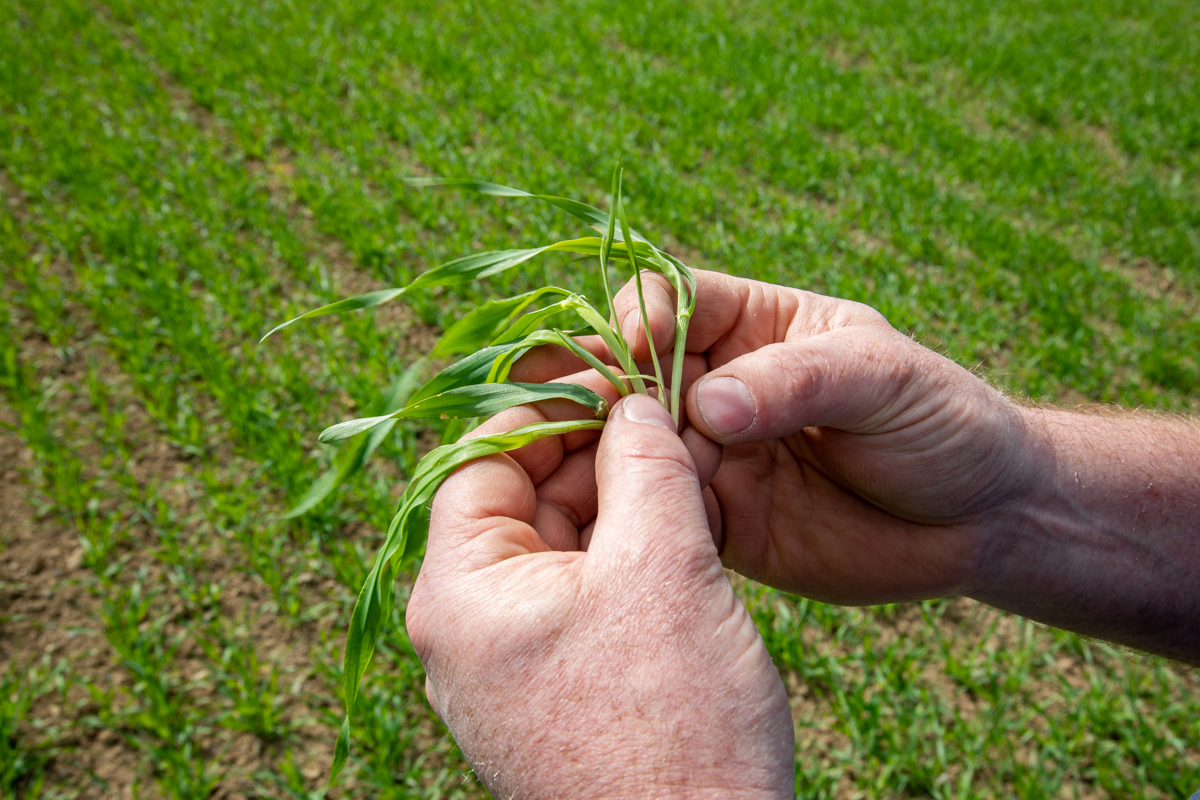 crops-watch-creating-a-good-root-structure-in-spring-barley-is-key-agriland-ie