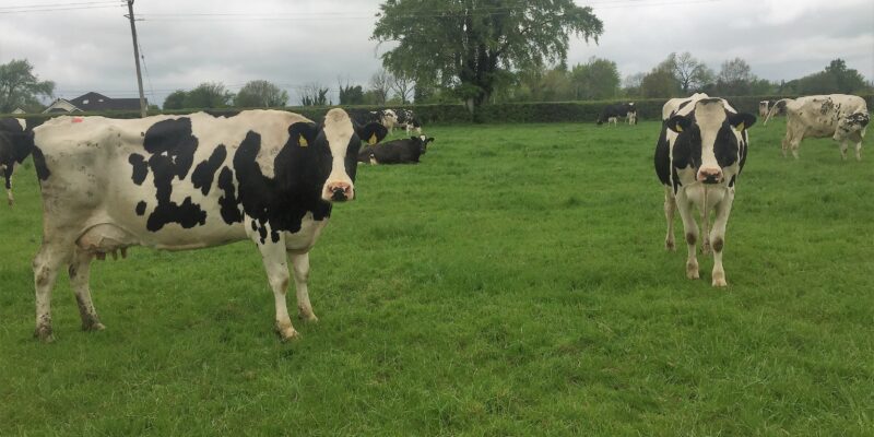 Are your cows coughing? - Agriland.ie