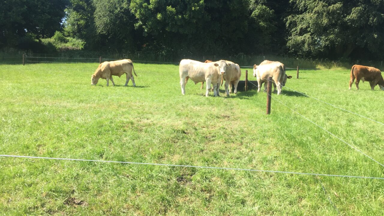 Getting the basics right when it comes to grazing infrastructure ...