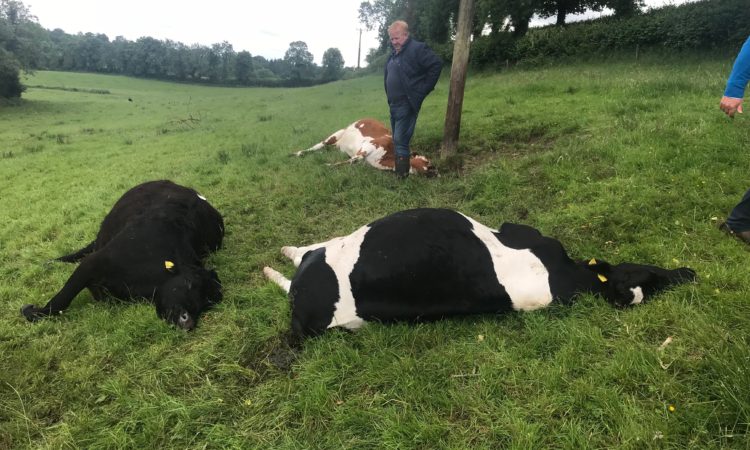 Close call for farmer as 3 cattle die from fallen power-line - Agriland.ie