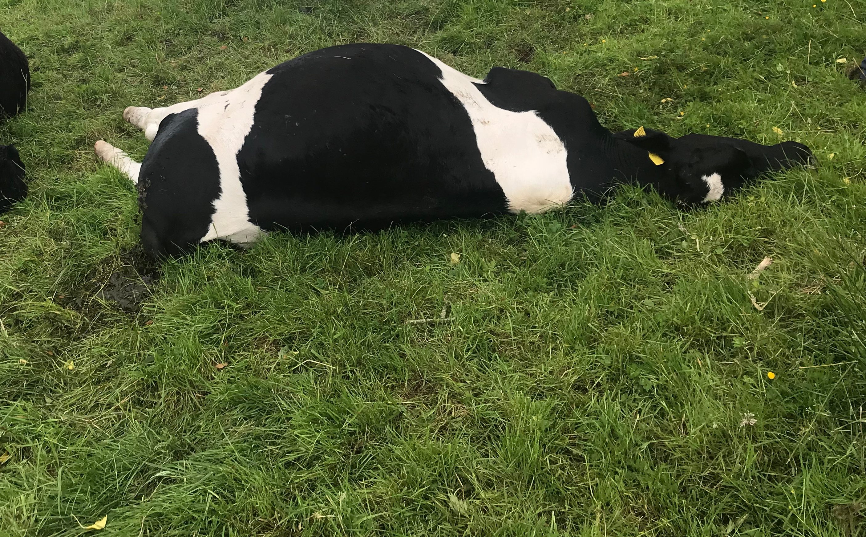Close call for farmer as 3 cattle die from fallen power-line - Agriland.ie