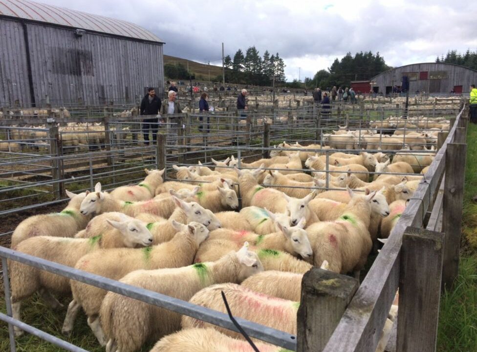 One of Europe's largest store lamb auctions draws over 15,000 sheep ...