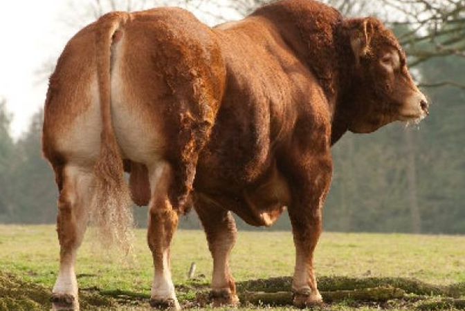 Cattle breeding: Why did that bull's figures fall? - Agriland.ie