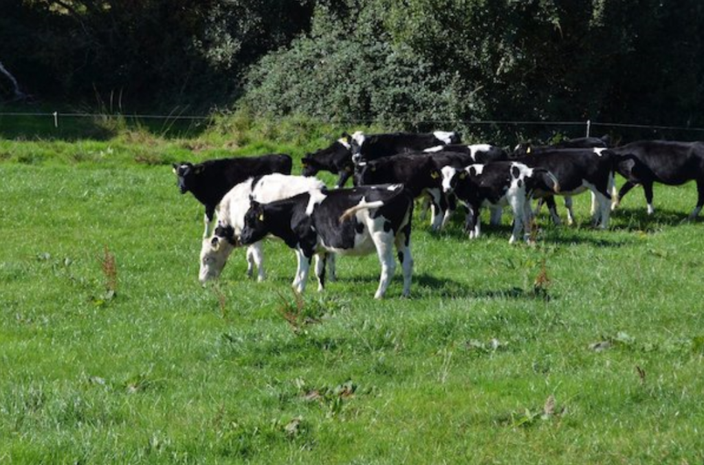 Pics: Fermoy Mart gearing up for 2 'complete' dairy clearance sales ...