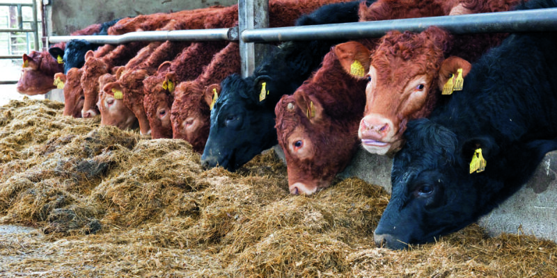 The EUROP beef grid is 'not reflective of market requirements today ...