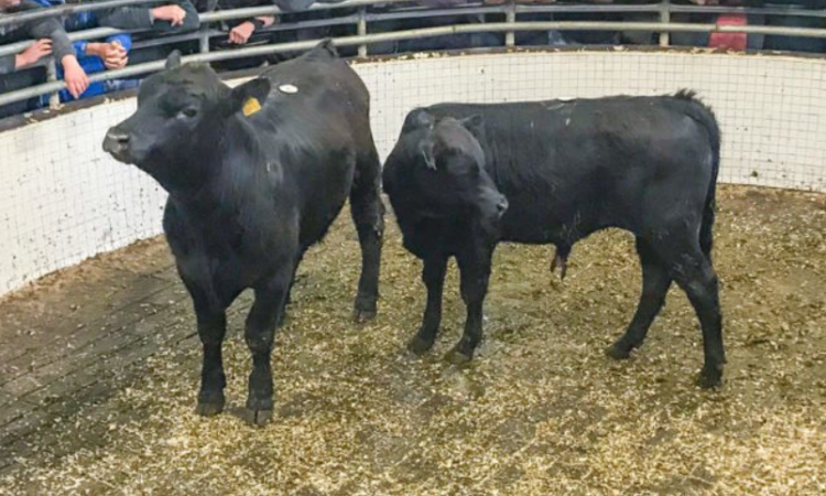 Kilkenny Mart: Exporters in the market for Angus, Hereford and Friesian ...