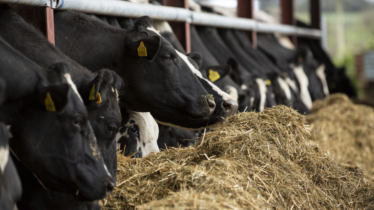 InTouch: The role of nutrition and management in achieving the perfect ...