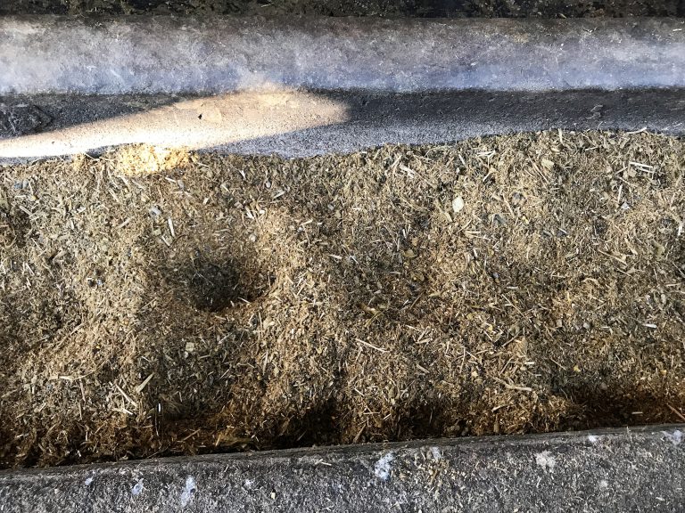 Ration composition: What should I feed to my finishing cattle ...