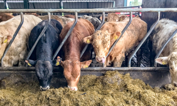 Revealed: 'Factory feedlot' contribution to Irish beef kill - Agriland.ie