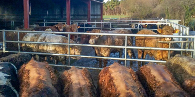 How can I control lice and mange mites that affect my cattle? - Agriland.ie