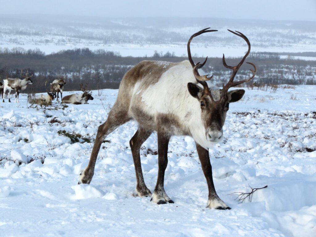 New Study Shows Reindeers Body Clocks Don t Need Daylight Agriland ie