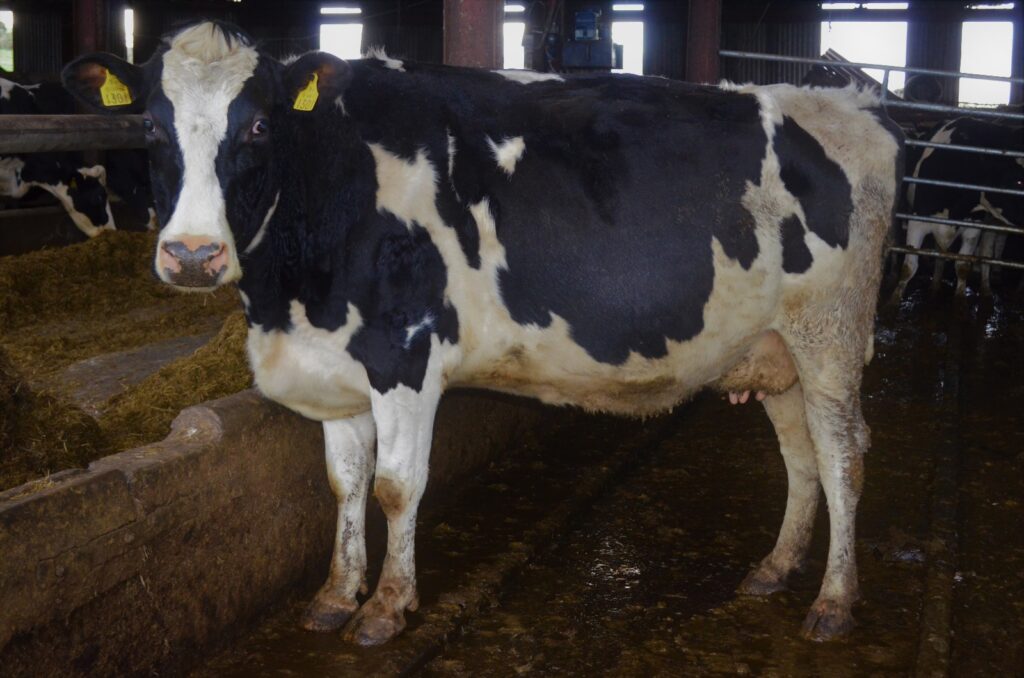 Details: 3 upcoming dairy clearance sales in Fermoy Mart - Agriland.ie